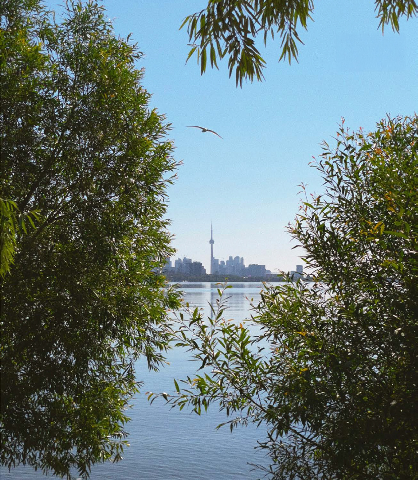 The Ravines of Toronto: The City’s Living Icon — SLA